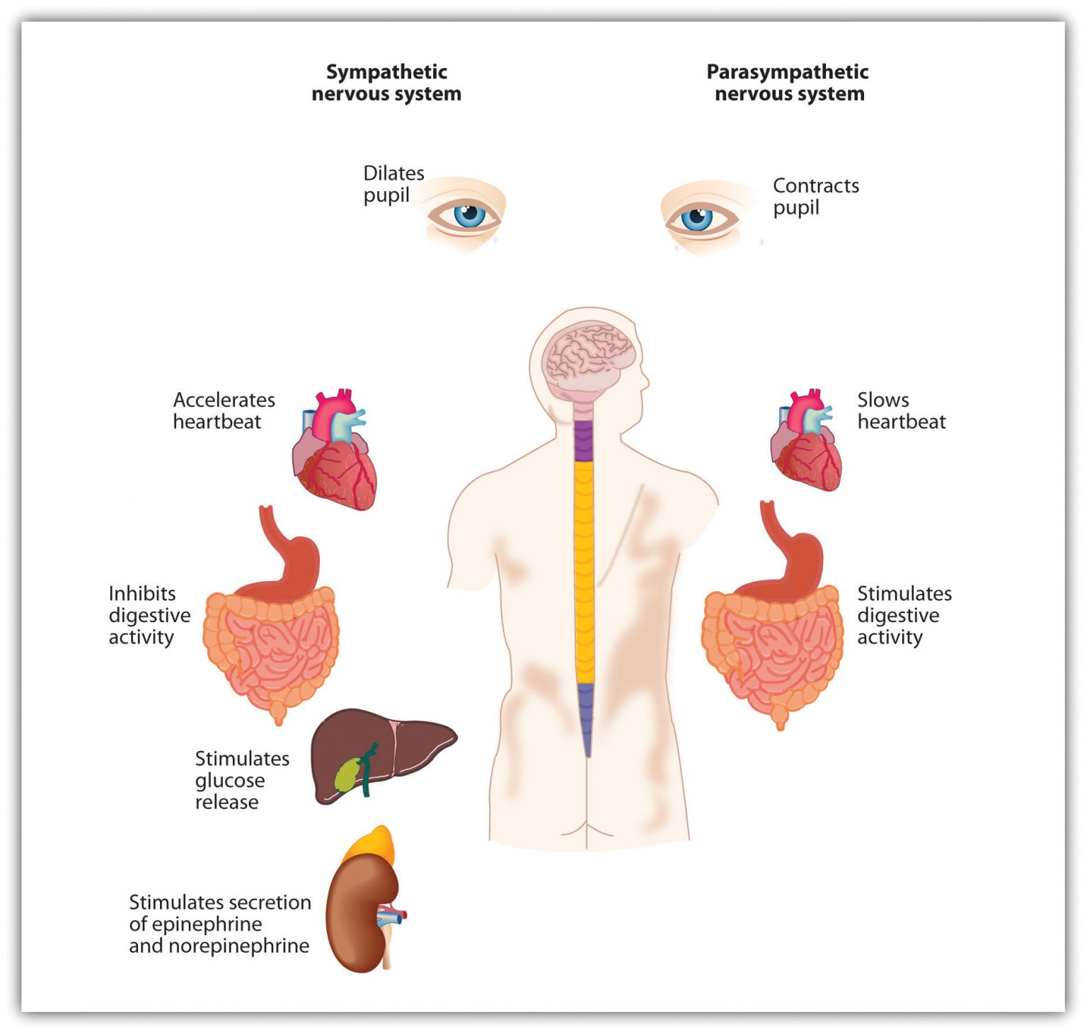 3.4 Putting It All Together: The Nervous System and the Endocrine ...