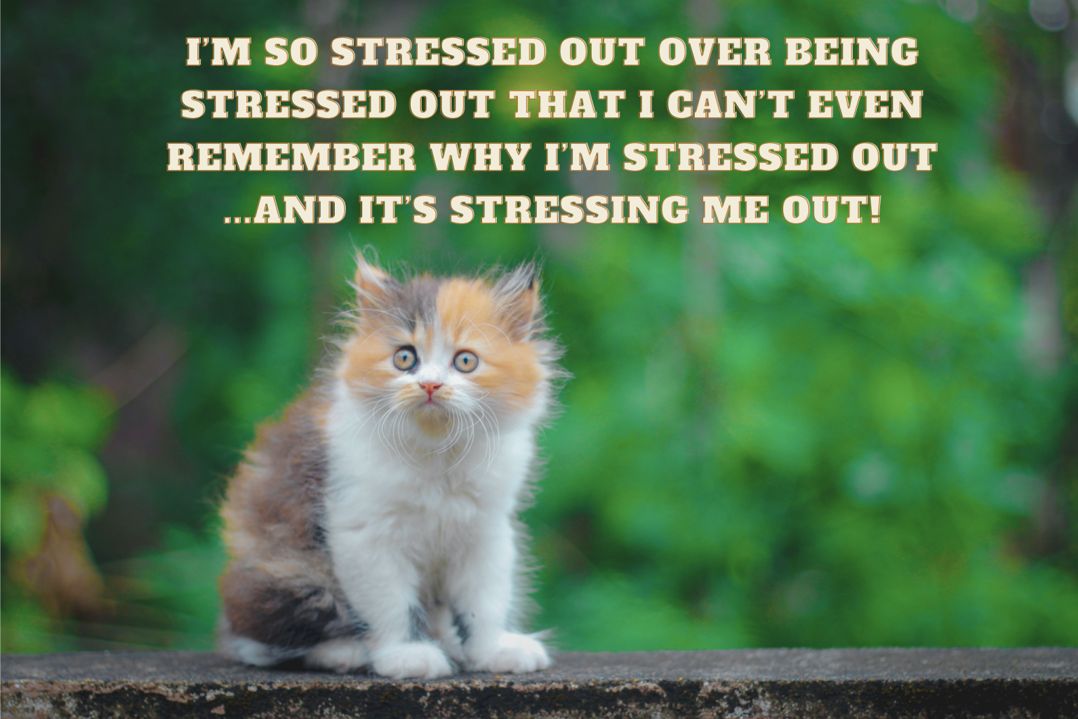 What is Stress, Really? – Stress Survival Guide – Reboot Your ...