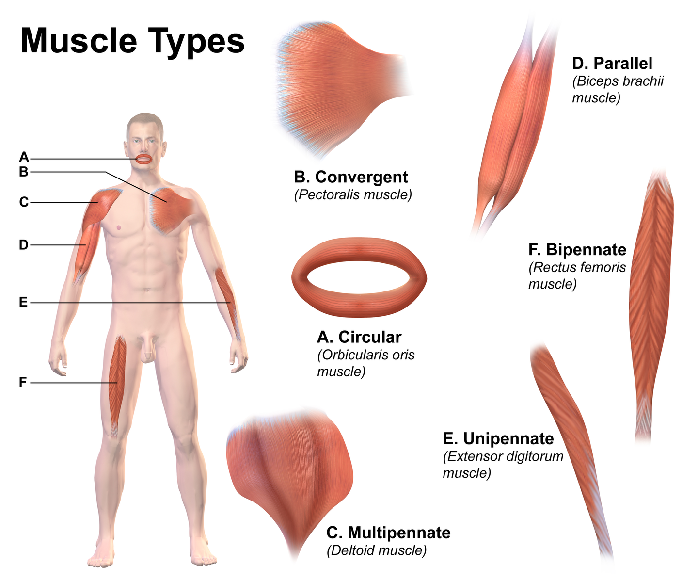 the-muscular-system-human-nutrition