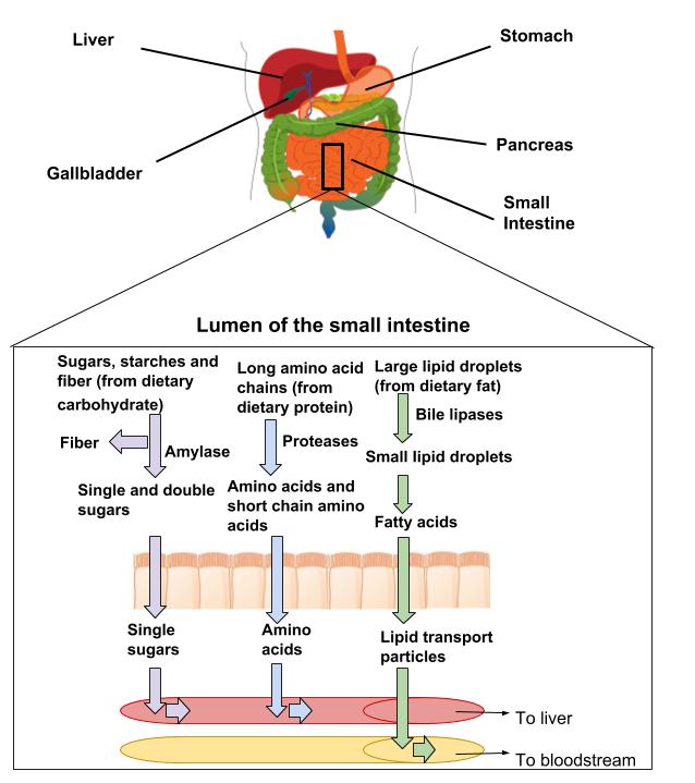 The Digestive System – Human Nutrition