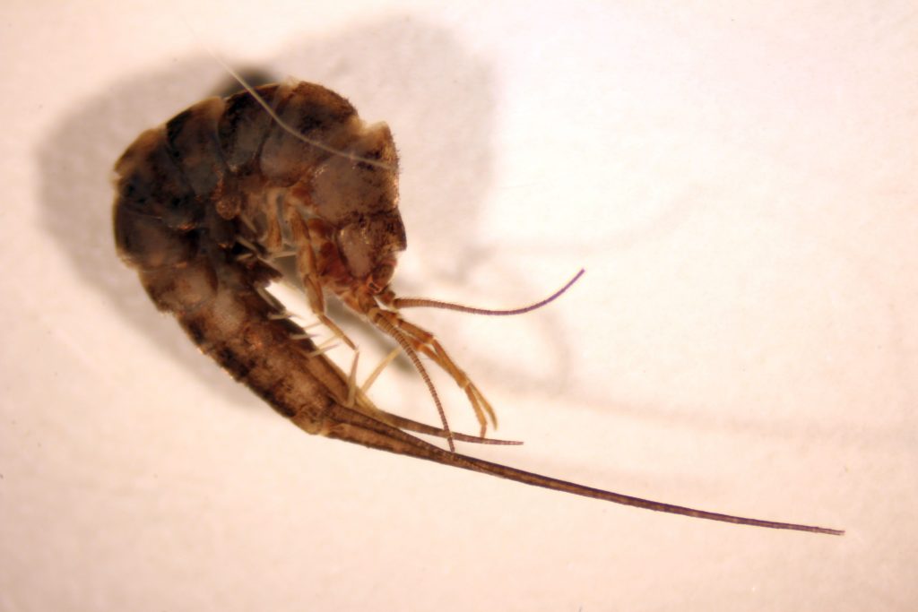 Apterygota – Archaeognatha – UNBC BIOL 322, Entomology