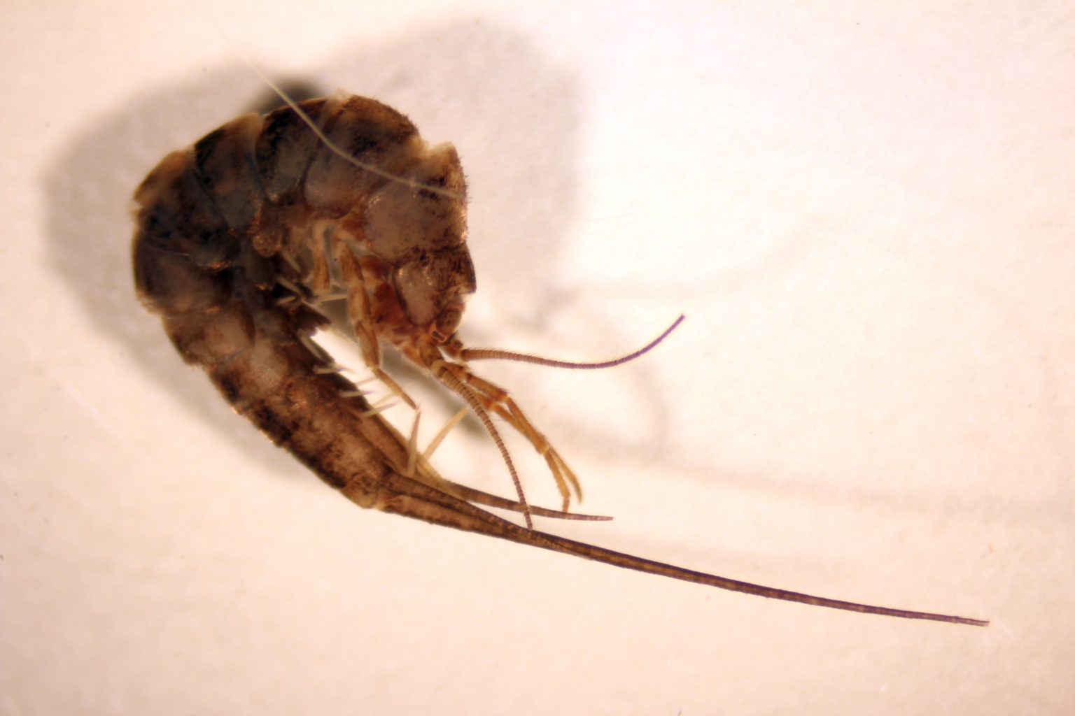 Apterygota – Archaeognatha – UNBC BIOL 322, Entomology