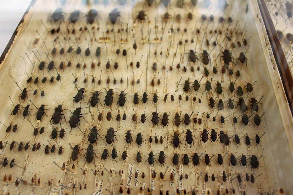 Why Collect Insects? – UNBC BIOL 322, Entomology