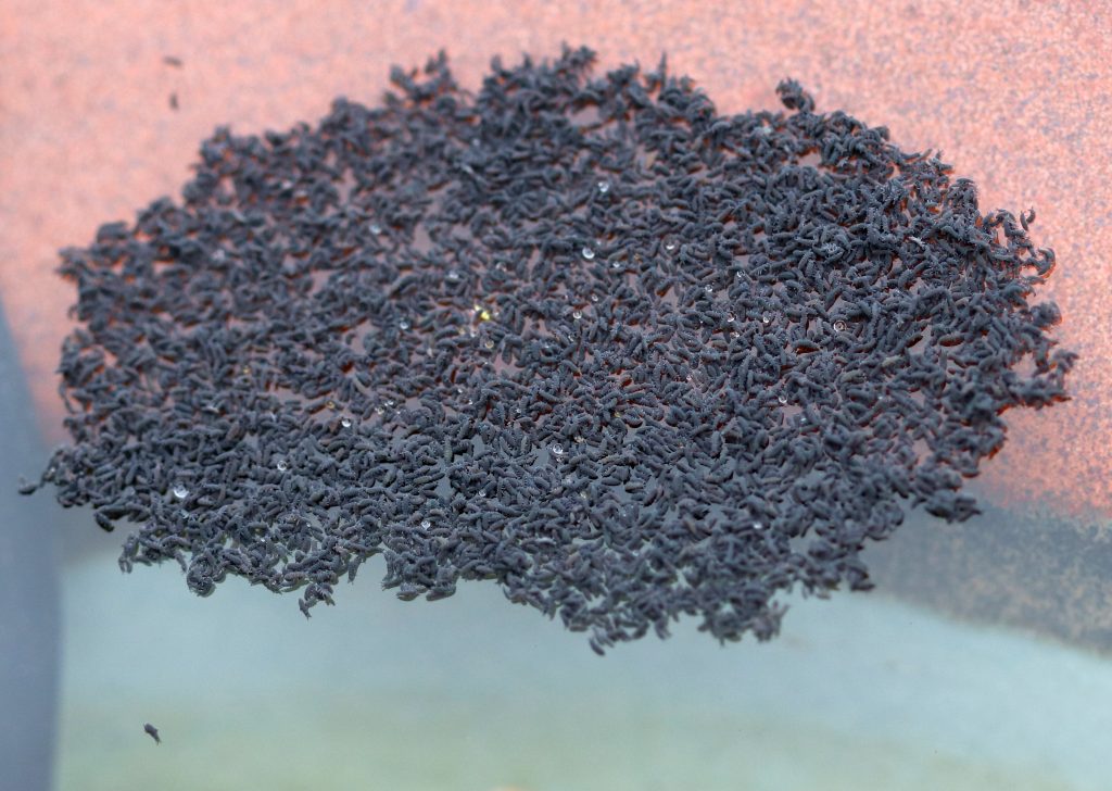 Entognatha – UNBC BIOL 322, Entomology