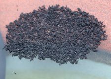 Entognatha – UNBC BIOL 322, Entomology