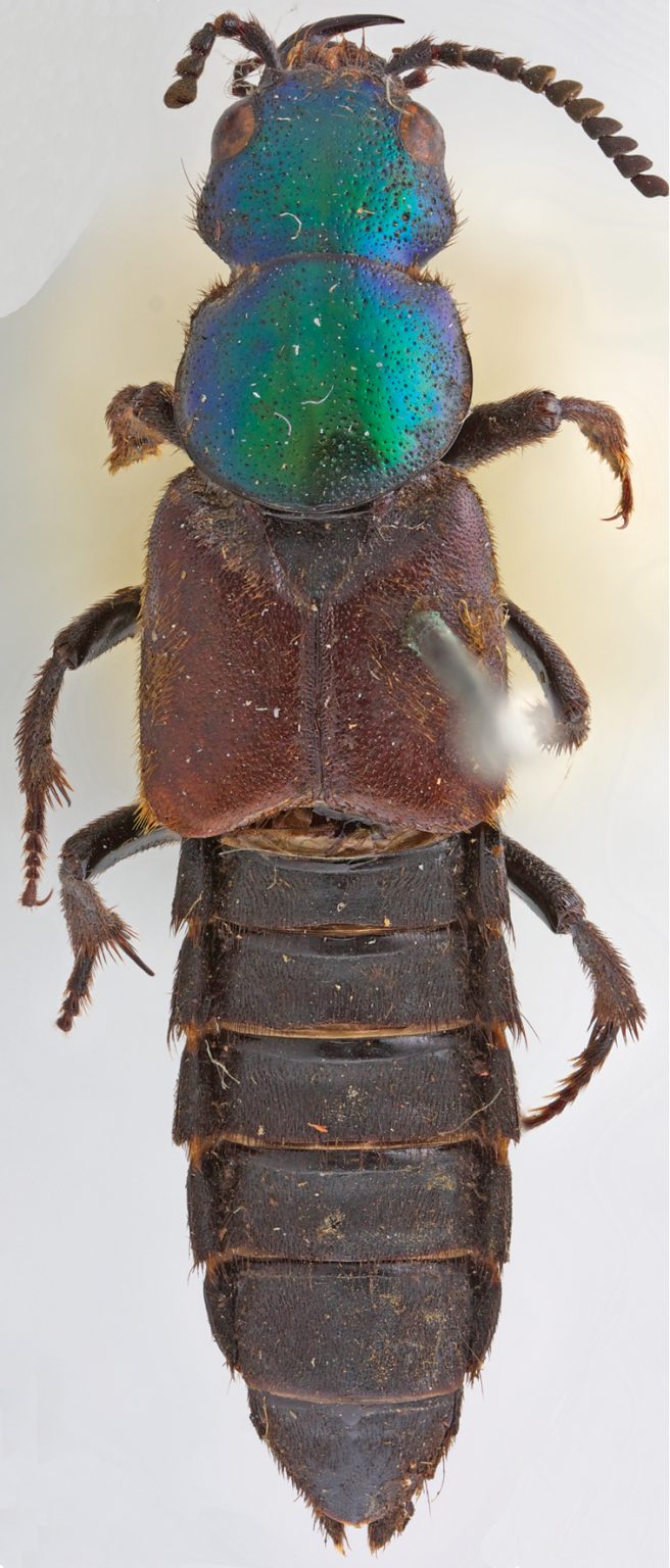 Why Collect Insects? – UNBC BIOL 322, Entomology