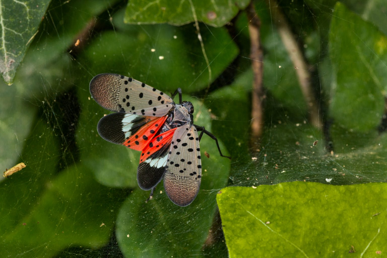 Hemiptera – Auchenorrhyncha – UNBC BIOL 322, Entomology