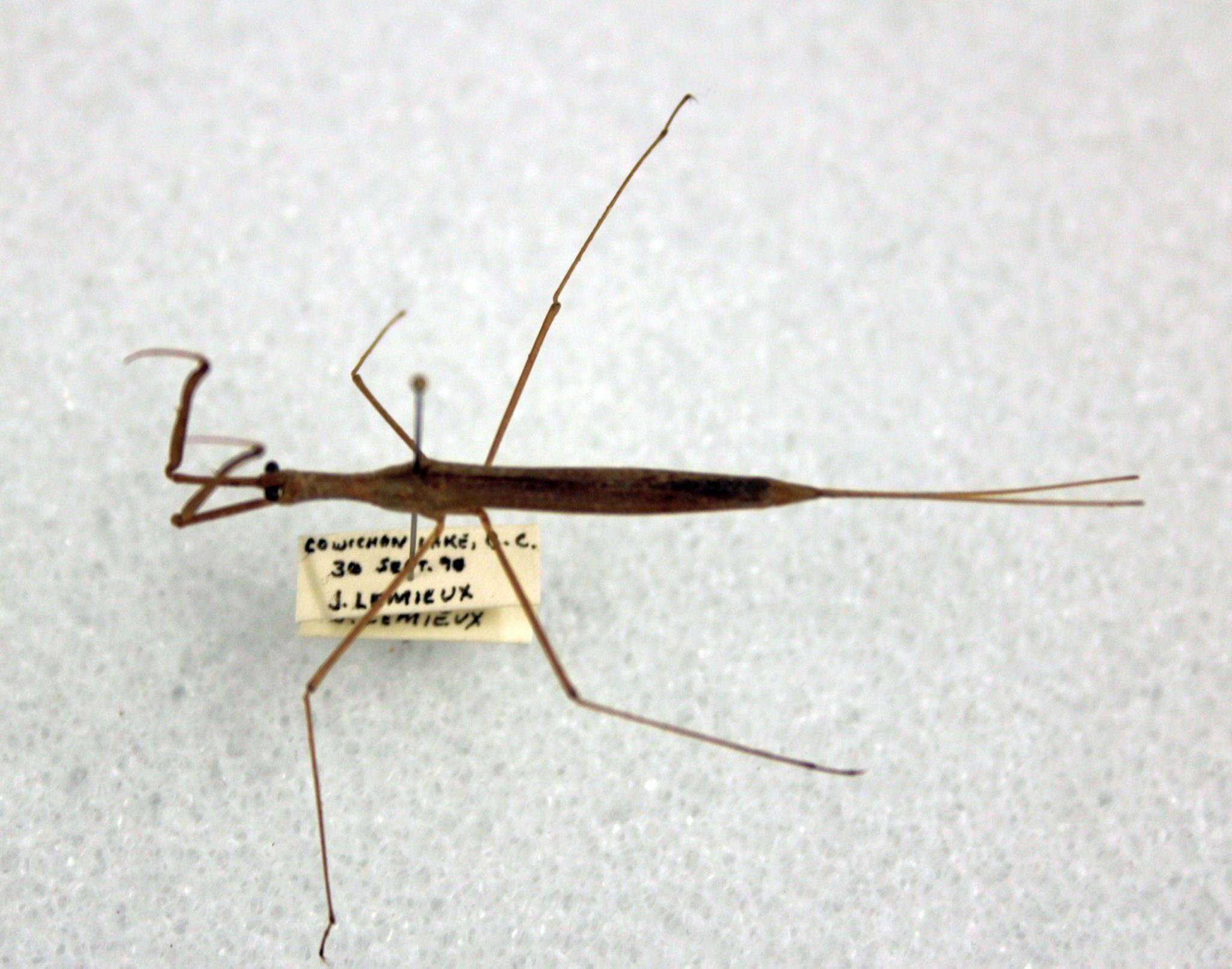 Hemiptera – Heteroptera – Aquatic Families – UNBC BIOL 322, Entomology