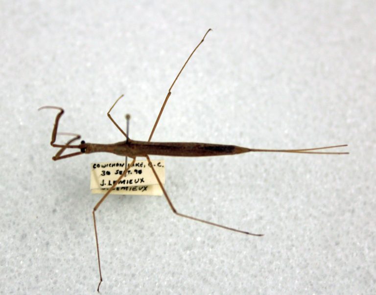 Hemiptera – Heteroptera – Aquatic Families – UNBC BIOL 322, Entomology