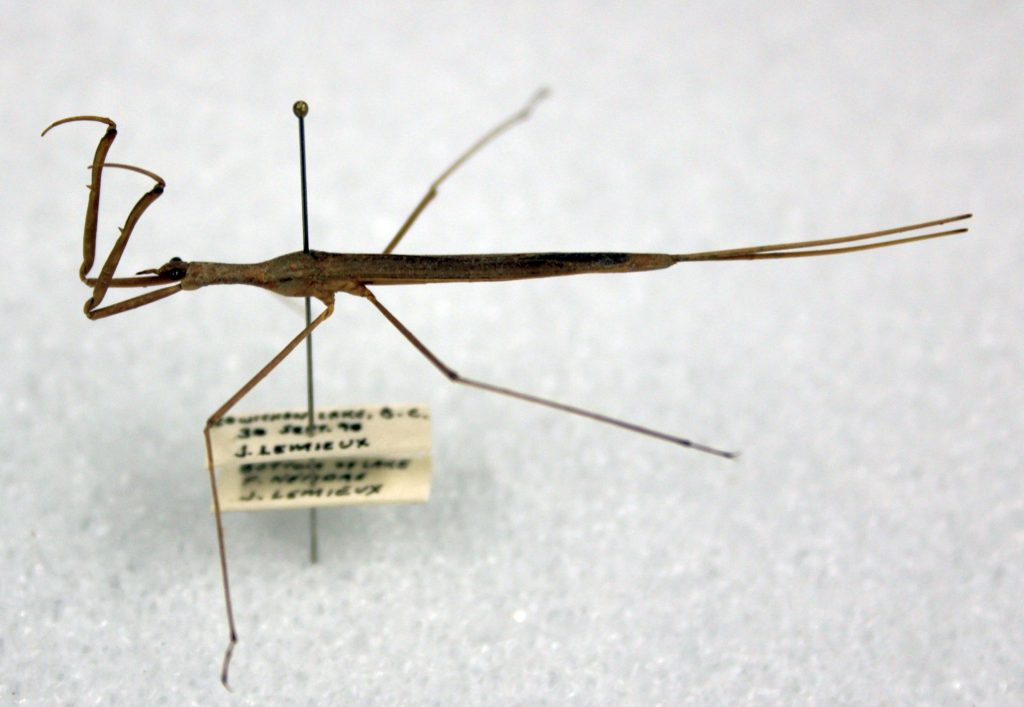 Hemiptera – Heteroptera – Aquatic Families – UNBC BIOL 322, Entomology