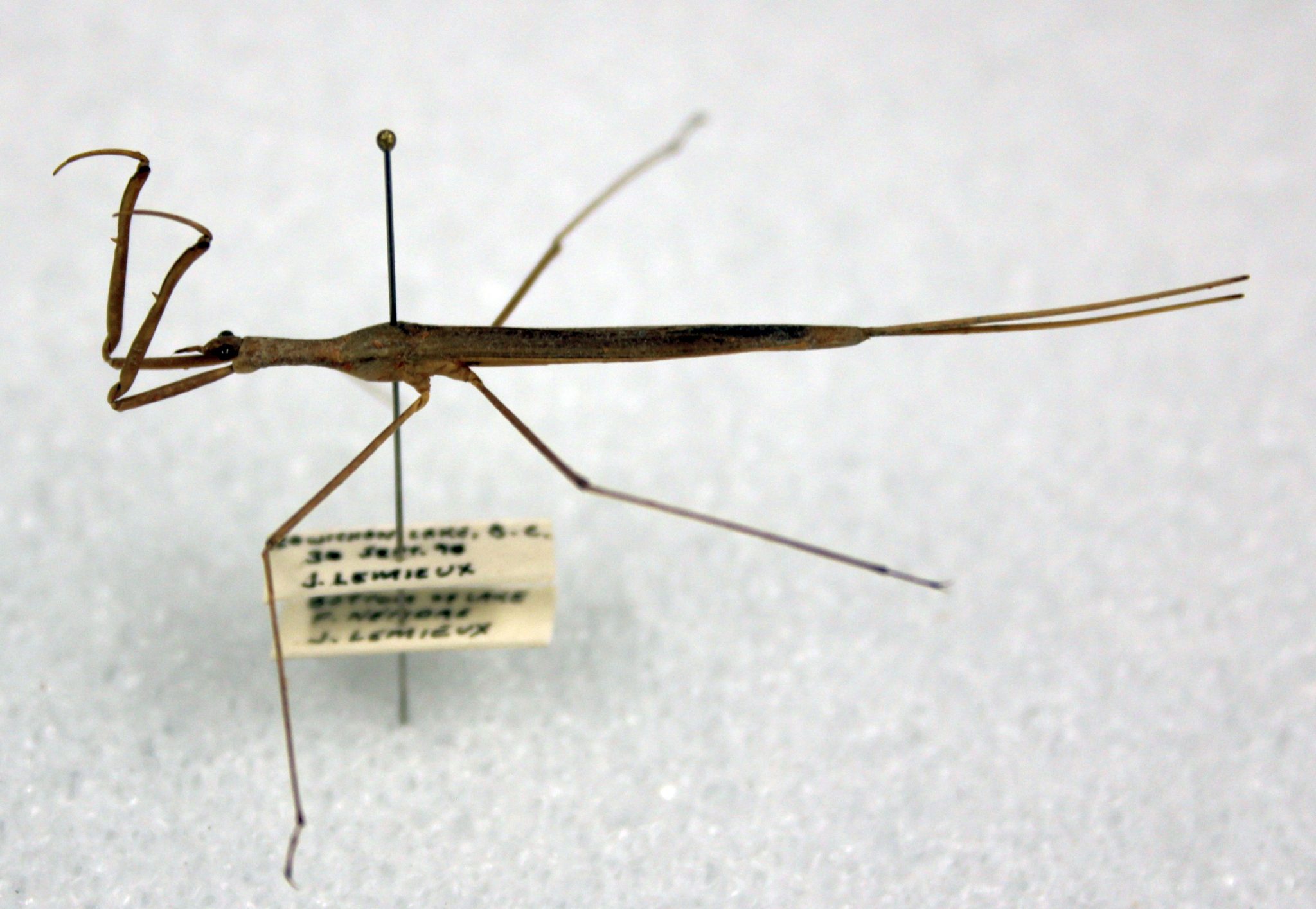 Hemiptera – Heteroptera – Aquatic Families – UNBC BIOL 322, Entomology