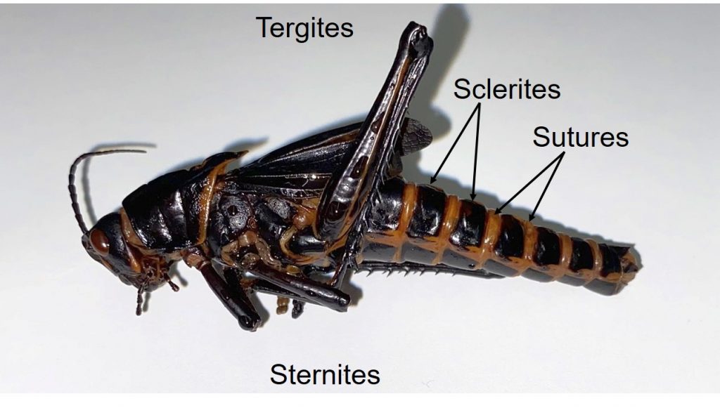 Insect Anatomy – The Basics – UNBC BIOL 322, Entomology