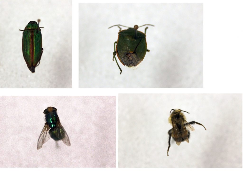 Pinning – UNBC BIOL 322, Entomology