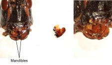 Insect Anatomy – The Head – UNBC BIOL 322, Entomology