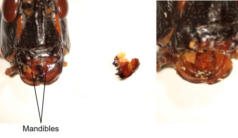 Insect Anatomy – The Head – UNBC BIOL 322, Entomology