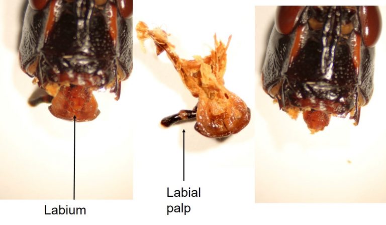 Insect Anatomy – The Head – UNBC BIOL 322, Entomology
