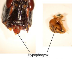 Insect Anatomy – The Head – UNBC BIOL 322, Entomology
