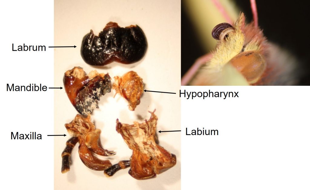 Insect Anatomy – The Head – UNBC BIOL 322, Entomology