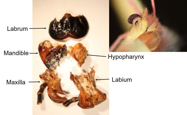 Insect Anatomy – The Head – UNBC BIOL 322, Entomology