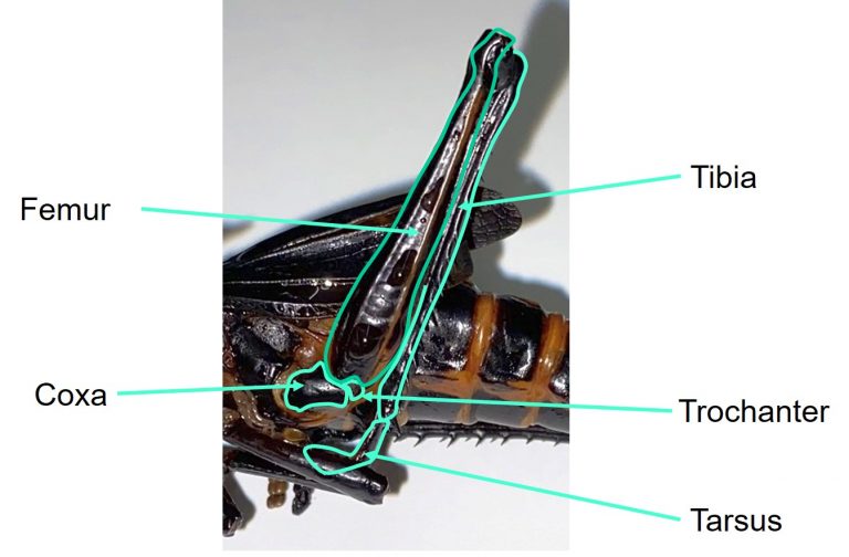 Insect Anatomy – The Thorax – UNBC BIOL 322, Entomology