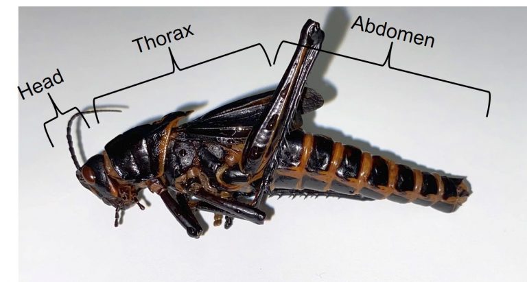 Internal Anatomy – Introduction – UNBC BIOL 322, Entomology