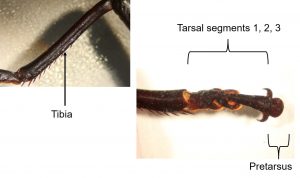Insect Anatomy – The Thorax – UNBC BIOL 322, Entomology