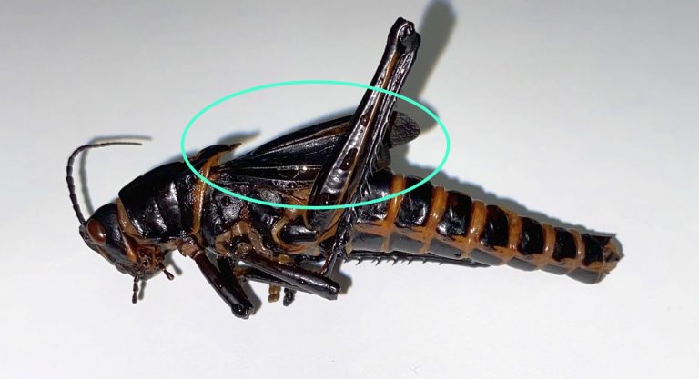 Insect Anatomy – The Thorax – UNBC BIOL 322, Entomology