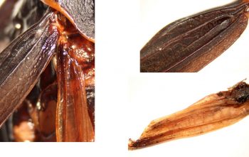 Insect Anatomy – The Thorax – UNBC BIOL 322, Entomology