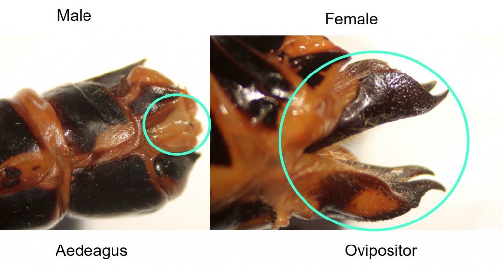 Insect Anatomy – The Abdomen – UNBC BIOL 322, Entomology