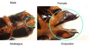 Insect Anatomy – The Abdomen – UNBC BIOL 322, Entomology