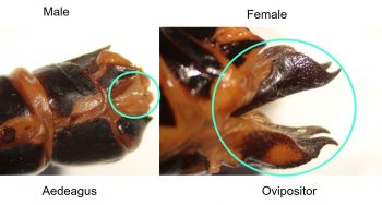 Insect Anatomy – The Abdomen – UNBC BIOL 322, Entomology