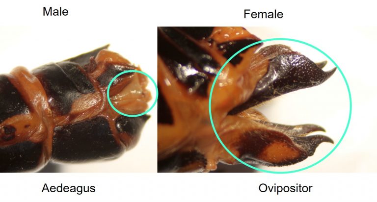Insect Anatomy – The Abdomen – UNBC BIOL 322, Entomology