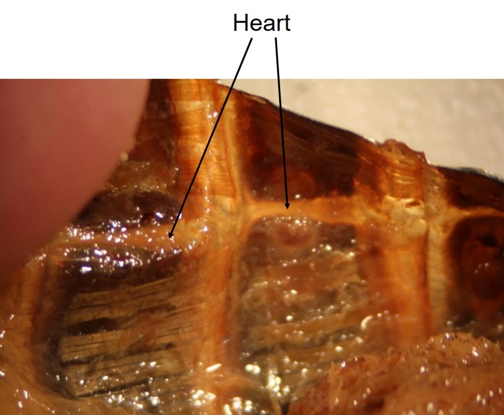 Internal Anatomy – Circulatory System – UNBC BIOL 322, Entomology