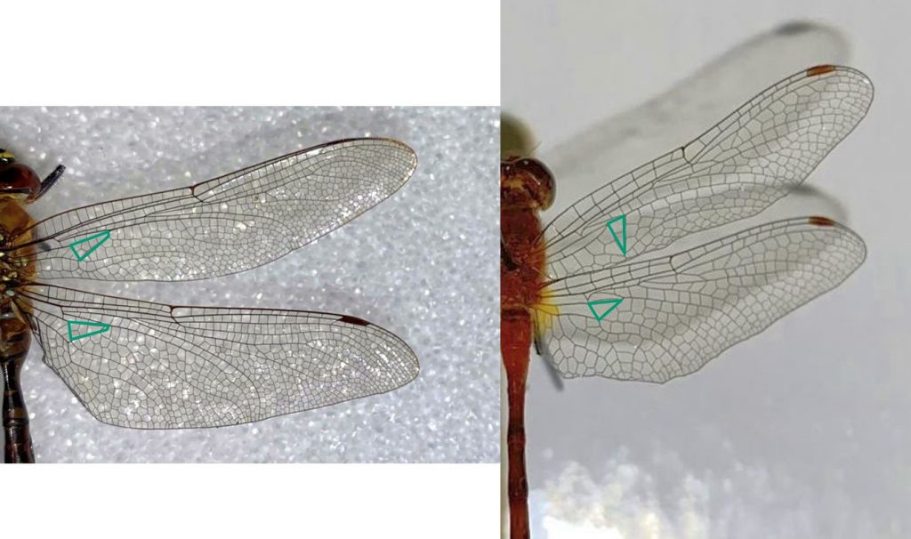 Paleoptera: Odonata – UNBC BIOL 322, Entomology
