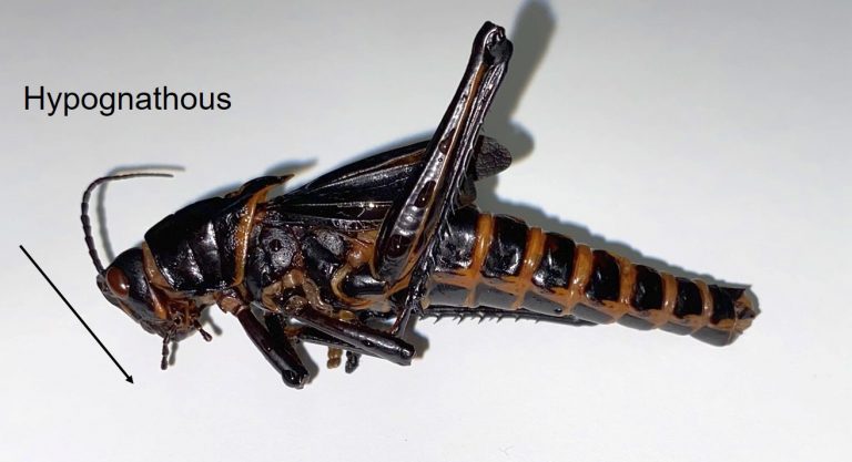 Insect Anatomy – The Head – UNBC BIOL 322, Entomology