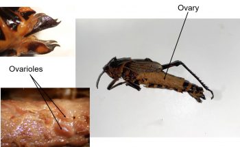 Internal Anatomy – Reproductive Systems – UNBC BIOL 322, Entomology