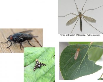 Key Features of Wings – UNBC BIOL 322, Entomology