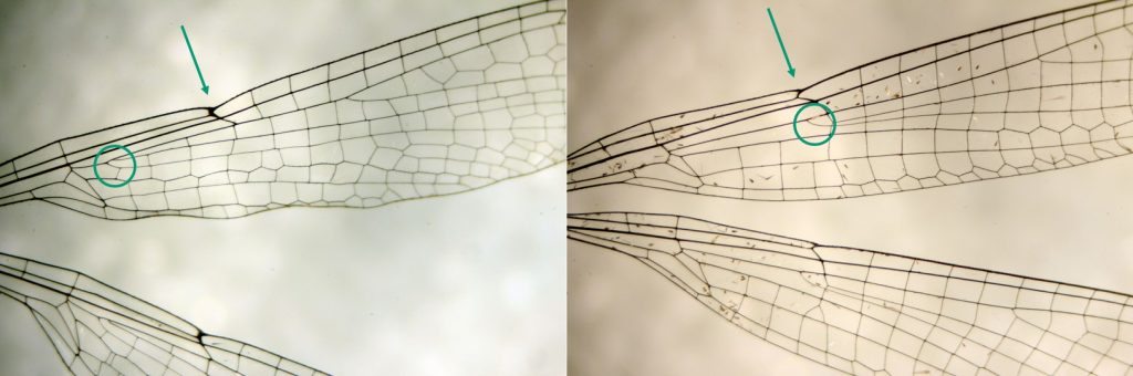 Paleoptera: Odonata – UNBC BIOL 322, Entomology