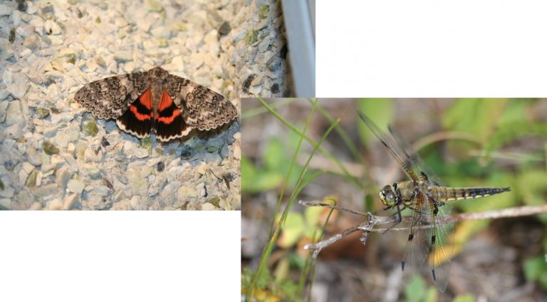 Key Features of Wings – UNBC BIOL 322, Entomology