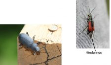 Key Features of Wings – UNBC BIOL 322, Entomology