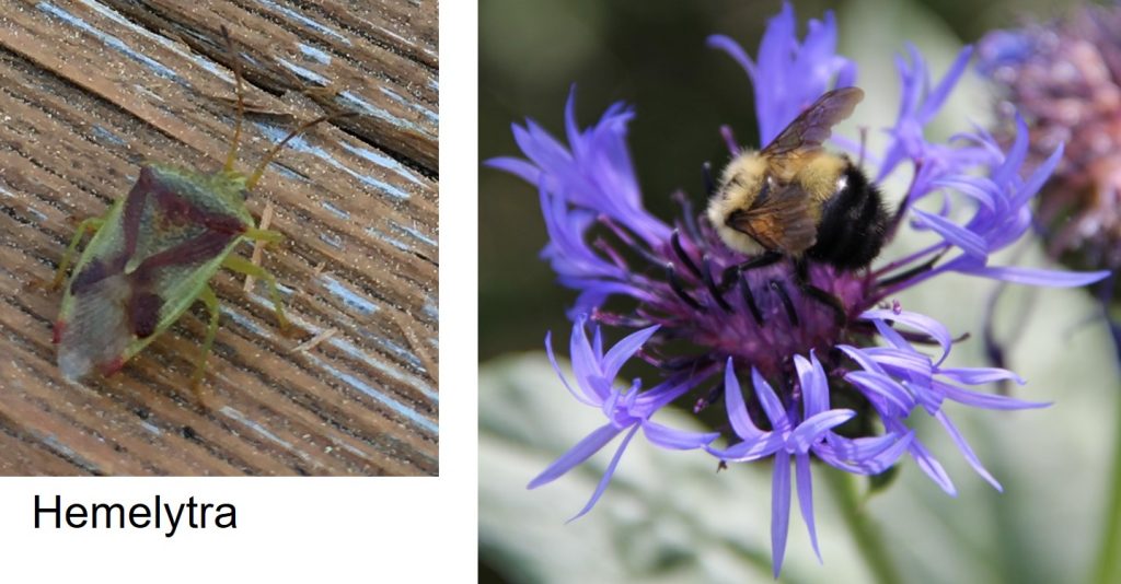 Key Features of Wings – UNBC BIOL 322, Entomology