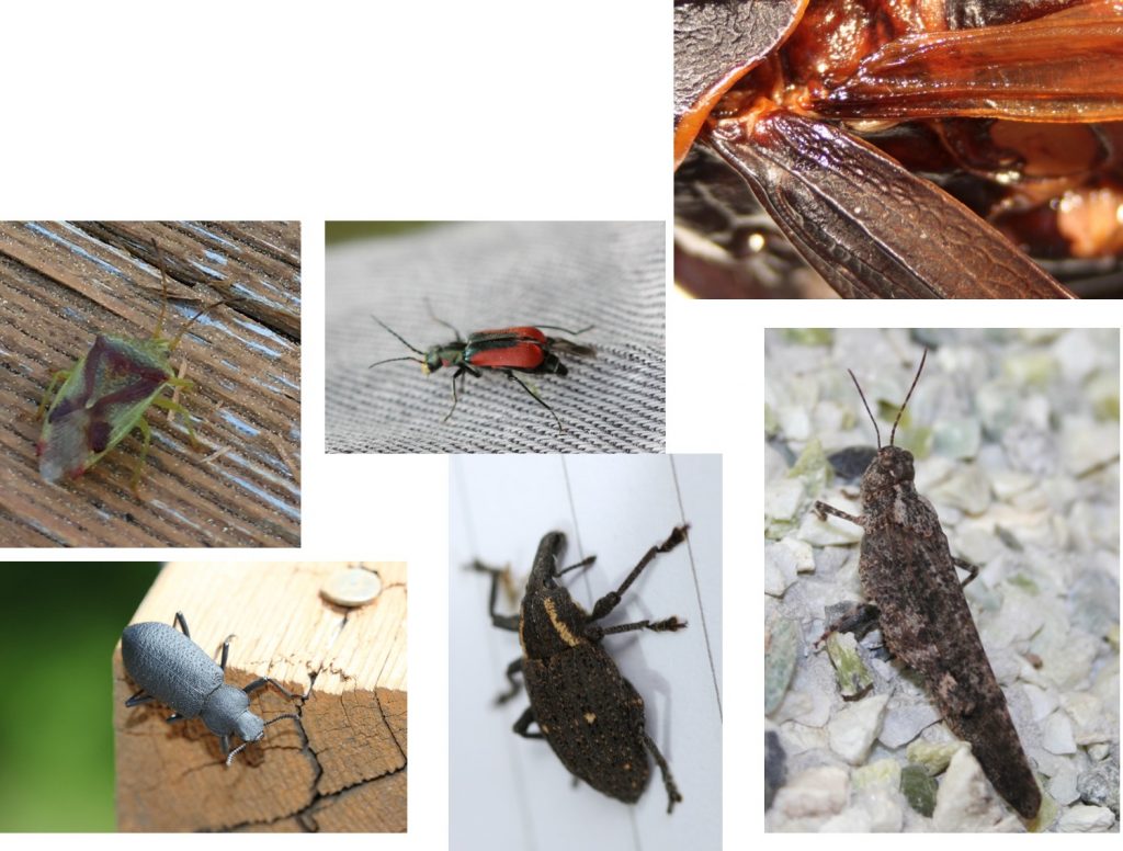 Key Features of Wings – UNBC BIOL 322, Entomology