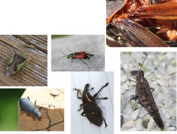 Key Features of Wings – UNBC BIOL 322, Entomology