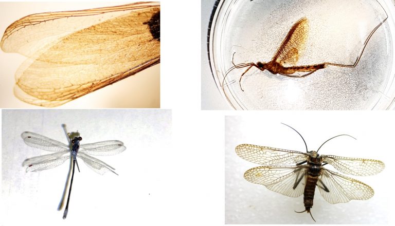 Key Features of Wings – UNBC BIOL 322, Entomology