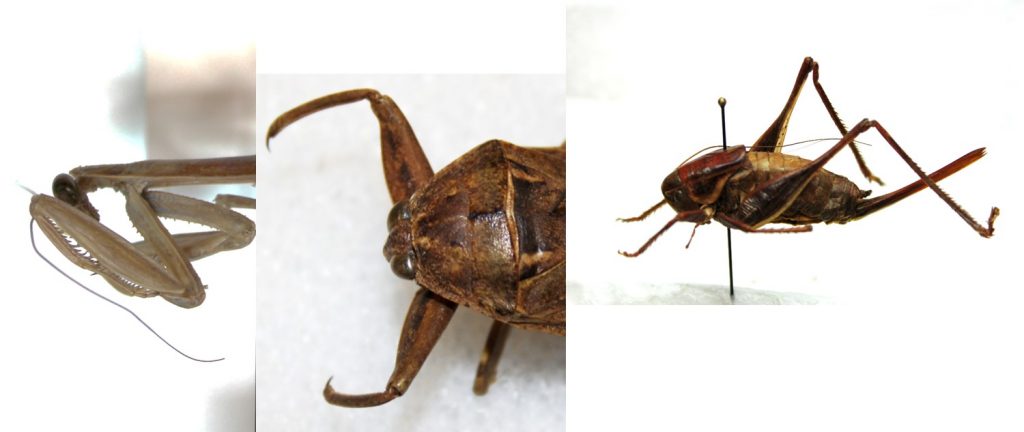 Key Features of Legs – UNBC BIOL 322, Entomology