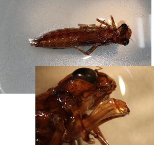 Paleoptera: Odonata – UNBC BIOL 322, Entomology