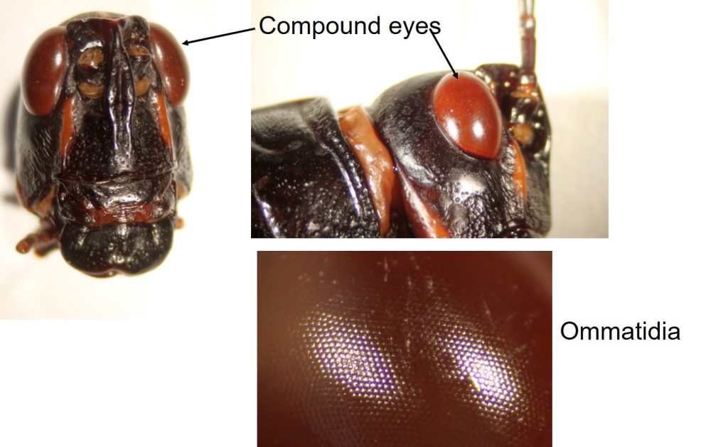 Insect Anatomy – The Head – UNBC BIOL 322, Entomology