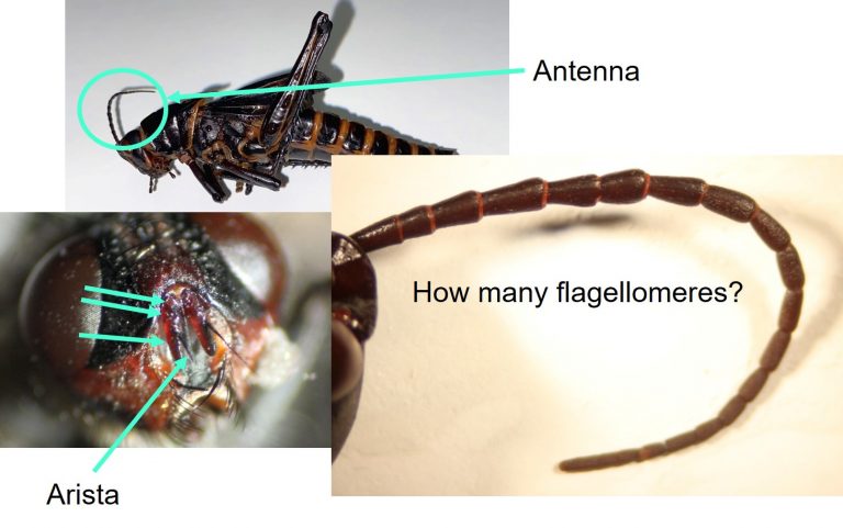 Insect Anatomy – The Head – UNBC BIOL 322, Entomology