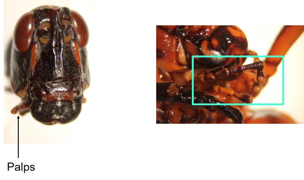 Insect Anatomy – The Head – UNBC BIOL 322, Entomology