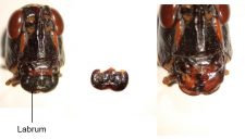 Insect Anatomy – The Head – UNBC BIOL 322, Entomology